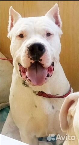 Кобель аргентинского дога