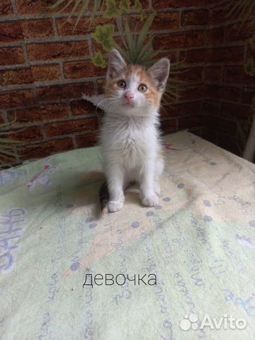 Рыжий котенок в добрые руки