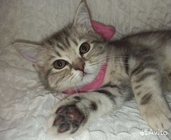 Котенок девочка