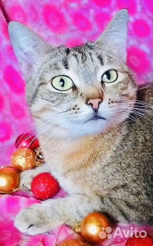 Кошечка Луся милый ребенок