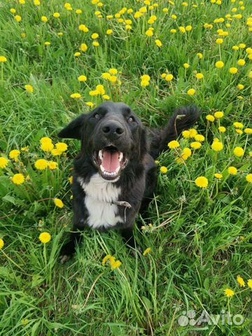 Шикарный пес в добрые руки