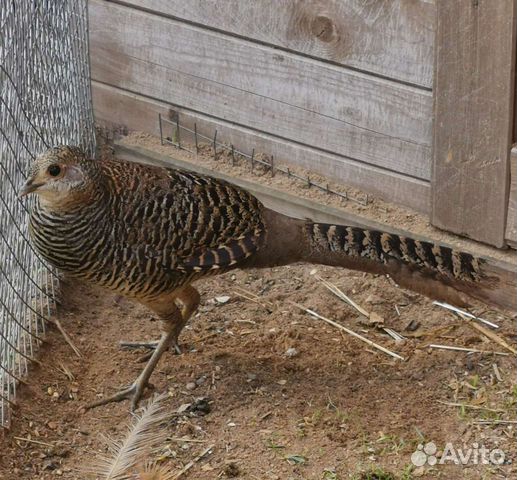 Золотой фазан (самка) 1,5 года