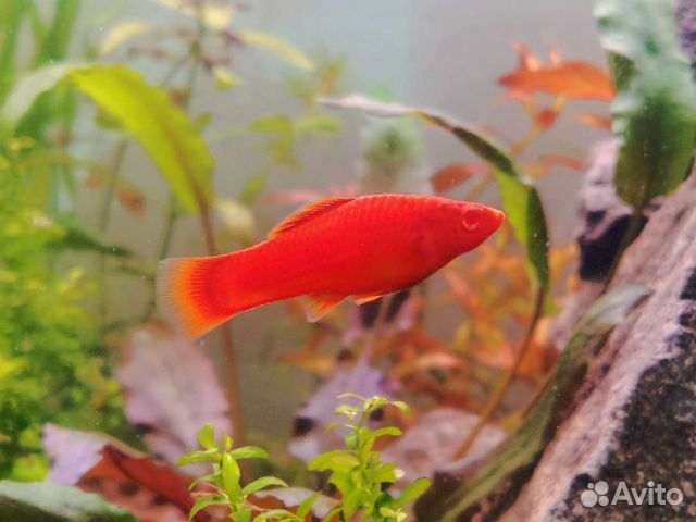 Меченосцы рубин 3 шт