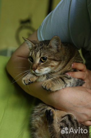Кошечка Булочка