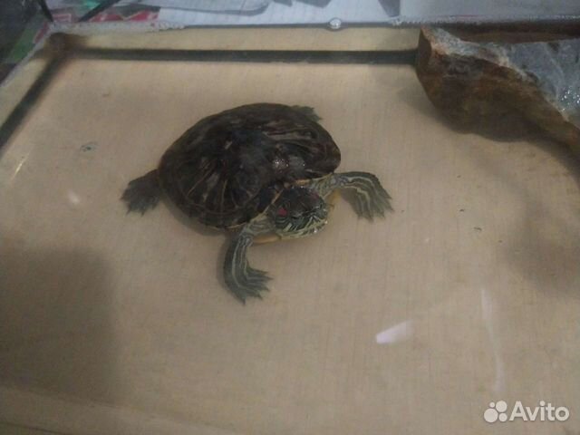 Красноухая черепаха