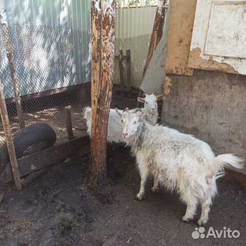 Козочки