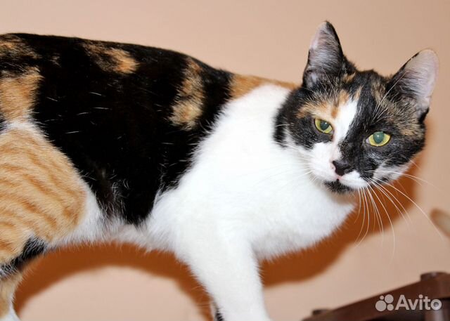 Принцесса Саманта