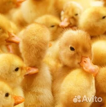 Утки бройлерные Стар 53