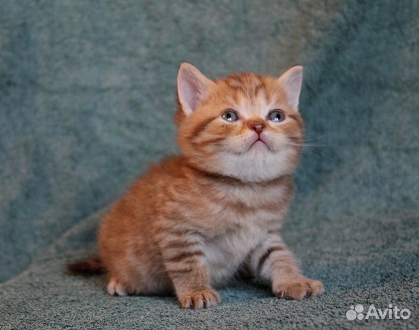 Котёнок Британец (девочка)