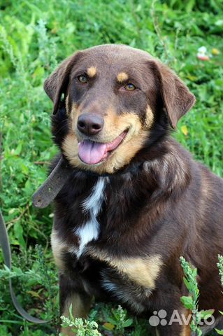 Мисс Шока - коричневый нос в добрые руки