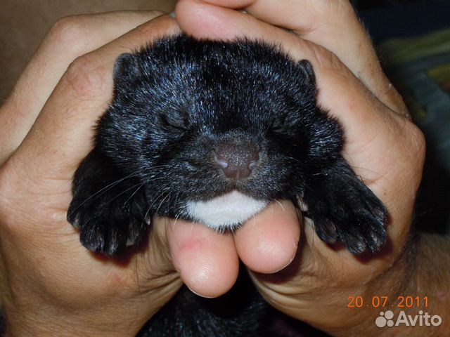 Норка, щенки