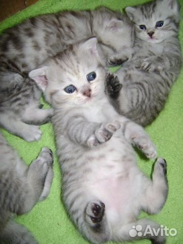 Пушистое счастье к Новому году)