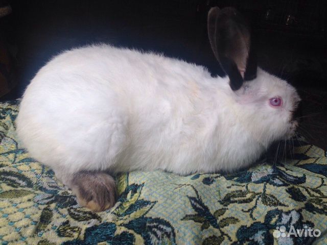 Кролики калифорнийцы