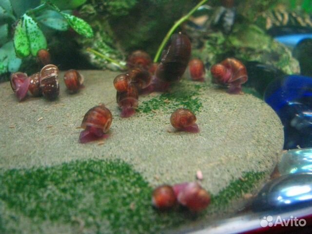 Улитки аквариумные (маленькие) отдам
