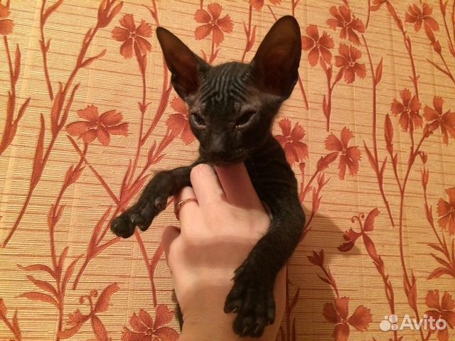 Чёрная Багира-сфинксенок оберег