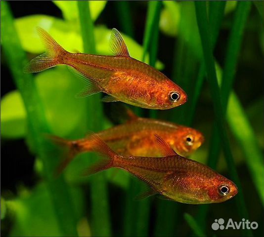 Рыбки тетра аманды