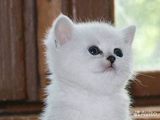 Серебро котик Тимати серебристая шиншилла