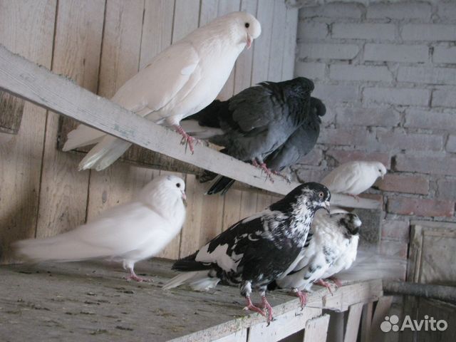 Продам голубей Николаевских пород