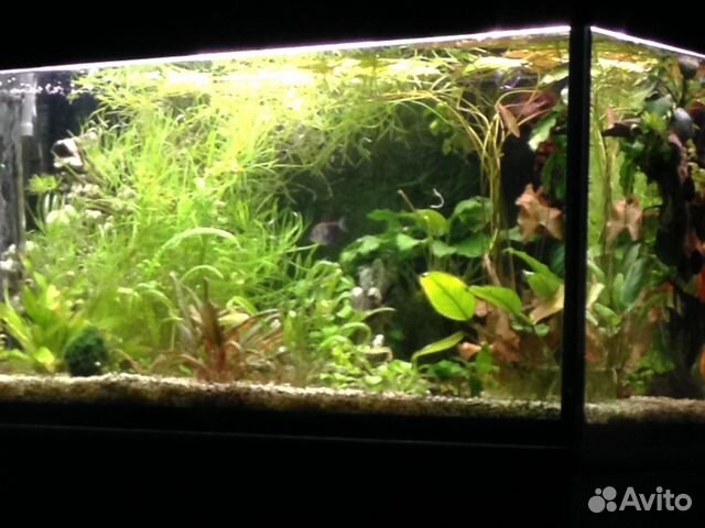 Аквариум