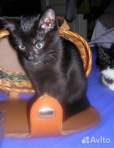 Чёрныши - мылыши - красивые котята в добрые руки