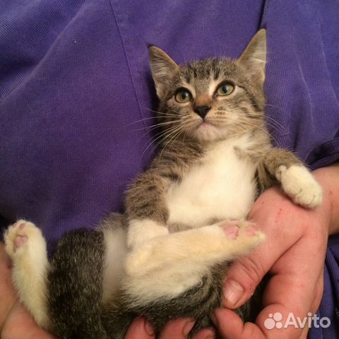 Плюшевый котенок Тёма- красавчик ждет Вас