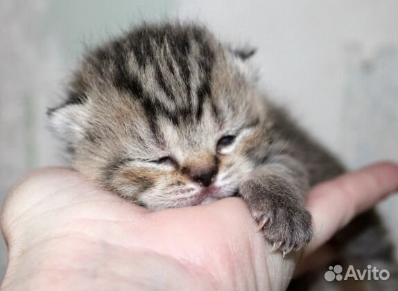 Породистые котодетки