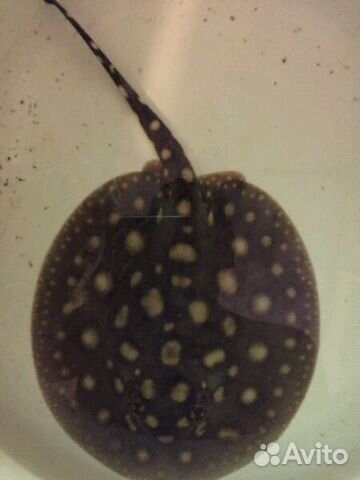 Скаты Леопольди