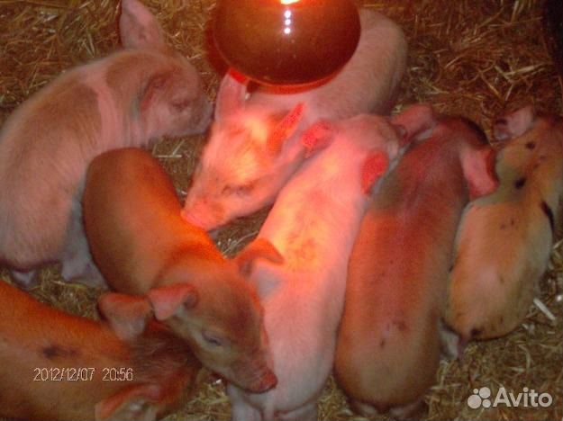 Поросята домашние