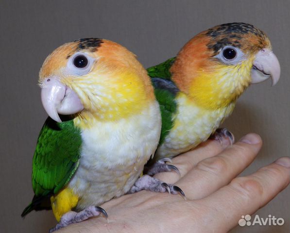 Каик рыжеголовый, птенцы