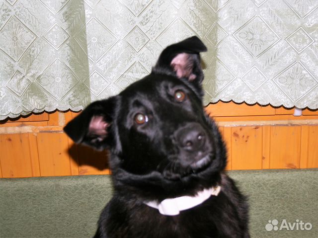 Девочка, метис 10 мес