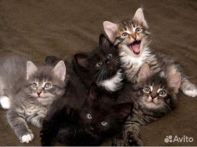 Весёлый сибирский разноцветный выводок