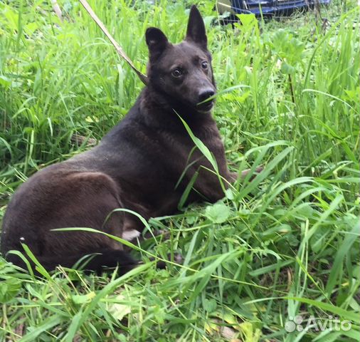 Пёс-философ и созерцатель Персей