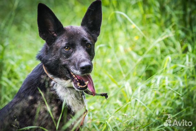 Собака Лейла