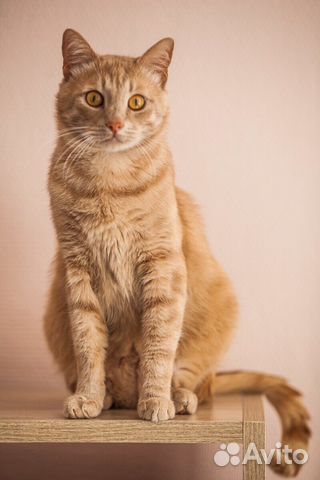 Рыжий кот Богдан