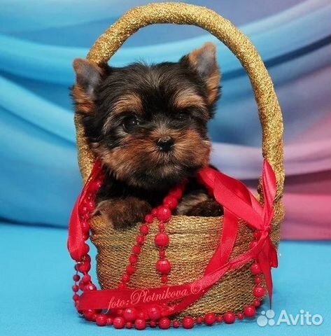 Щенки йорика