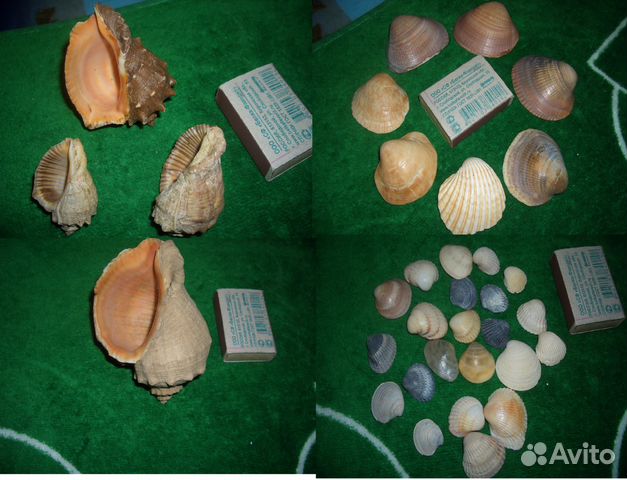 Морские ракушки