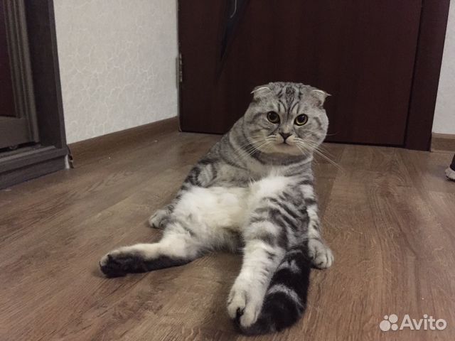 Животные