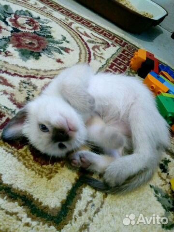 Чистокровные тайские котята