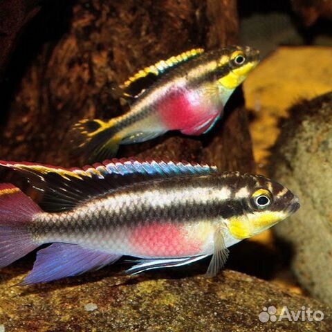 Пельвикахромис - попугай, карликовые цихлиды