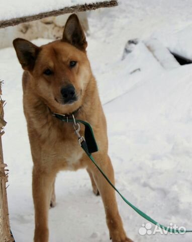 Шикарный рыжик В хорошие руки