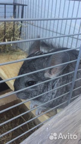 Пара шиншилл