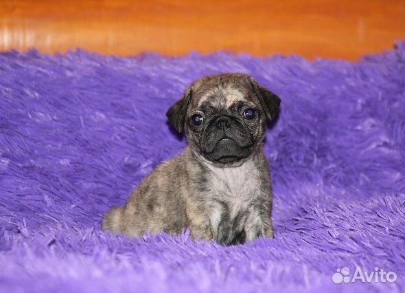 Яркие детки