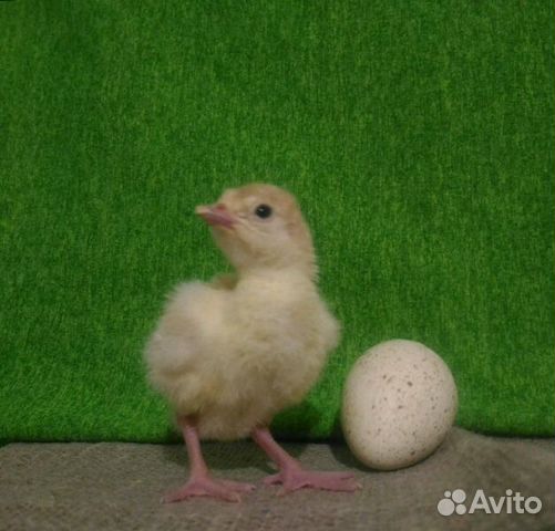 Суточные Индюшата - мясные кроссы.Запись на апрель