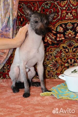 Мальчик ксоло мини