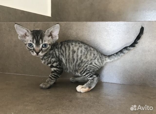 Котик тигровый Марсик
