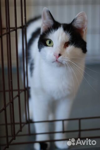 Кошечка из приюта в добрые руки