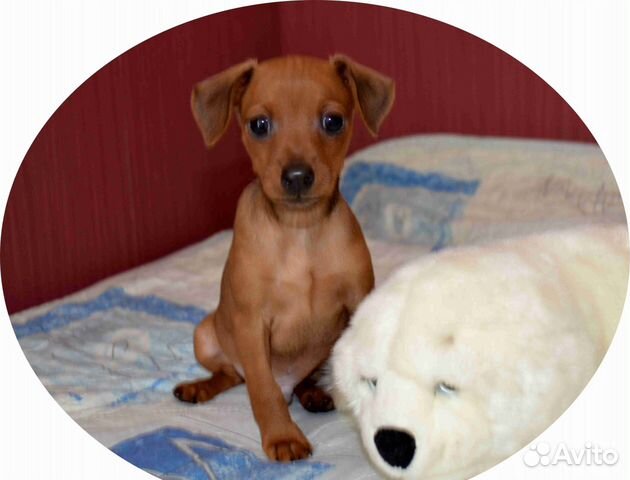 Шикарный мальчишка с полным пакетом документов РКФ