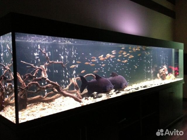 Аквариум 3 метра и 2.5 м (тумба и крышка) завод
