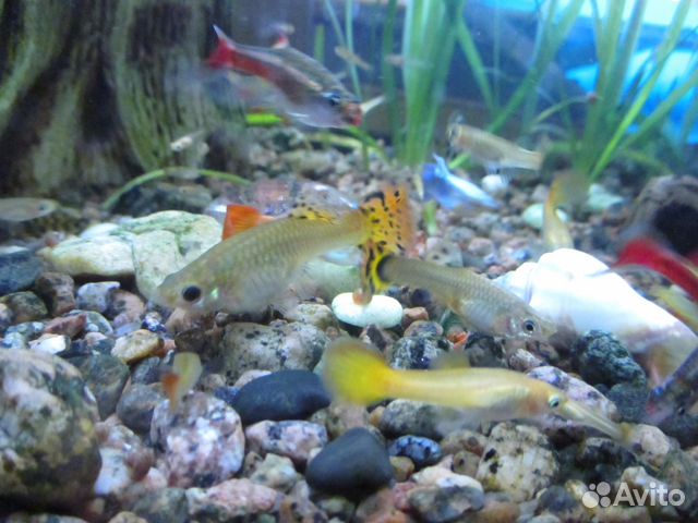 Отдам мальков гуппи Колпино