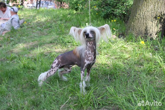 Китайская хохлатая, кобель для вязок